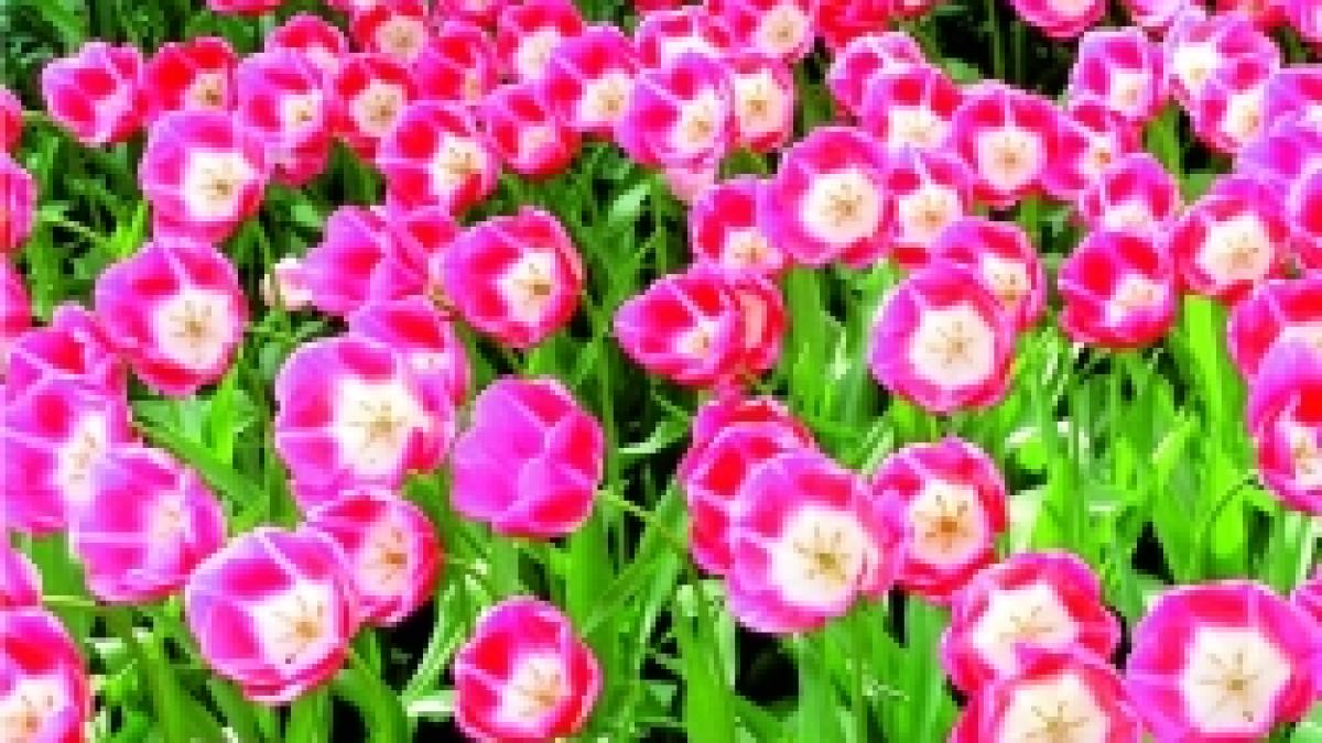 Flori multicolore in gradina de primavara