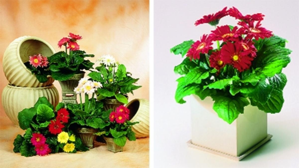 Gerbera, perfecţiunea unei flori