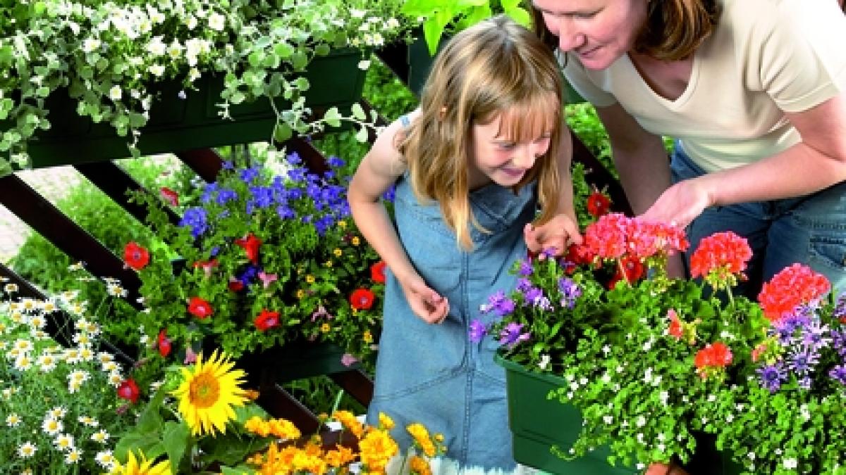 Plante cu flori pentru balcon