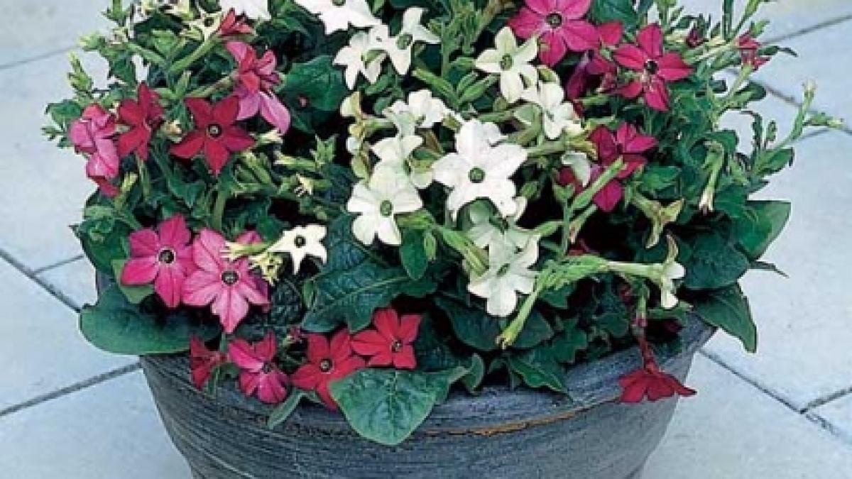 Flori parfumate şi multicolore