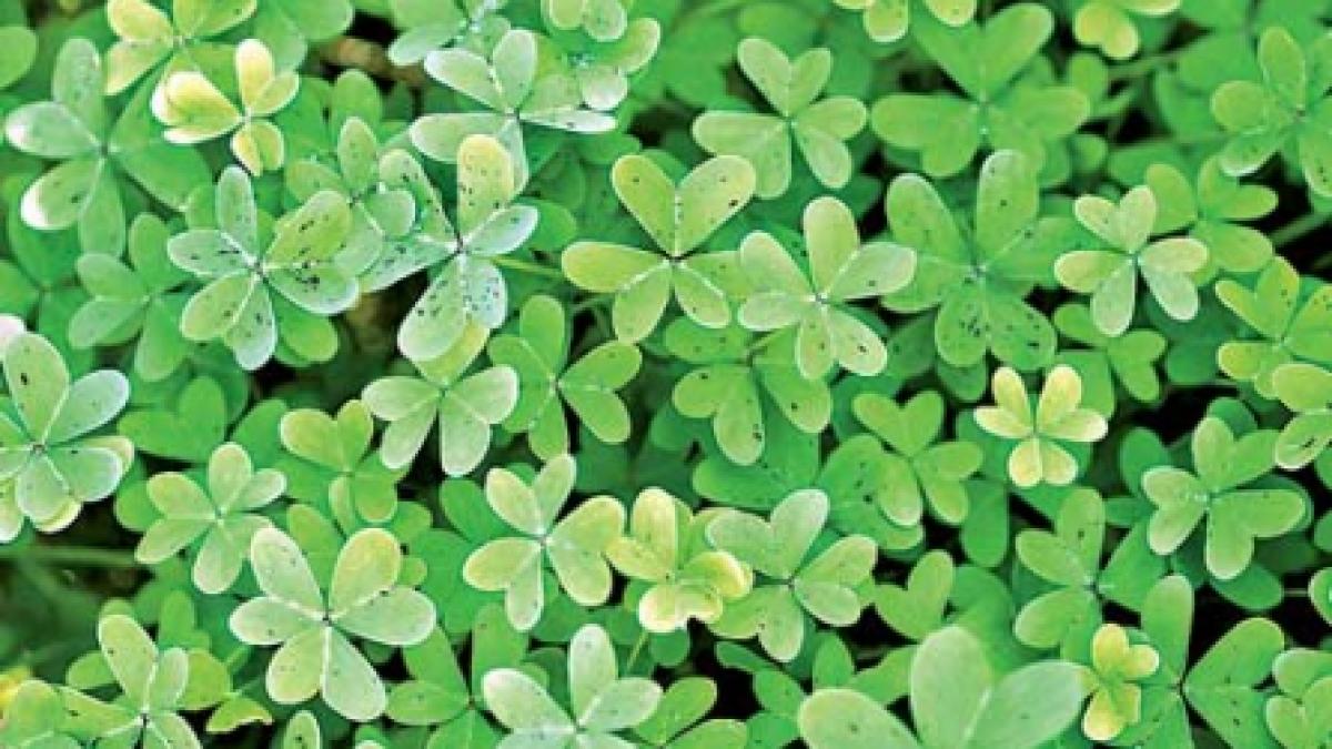 Măcrişul, bun de pus la rană