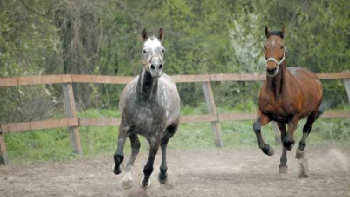 Cai frumoşi & Regina Maria