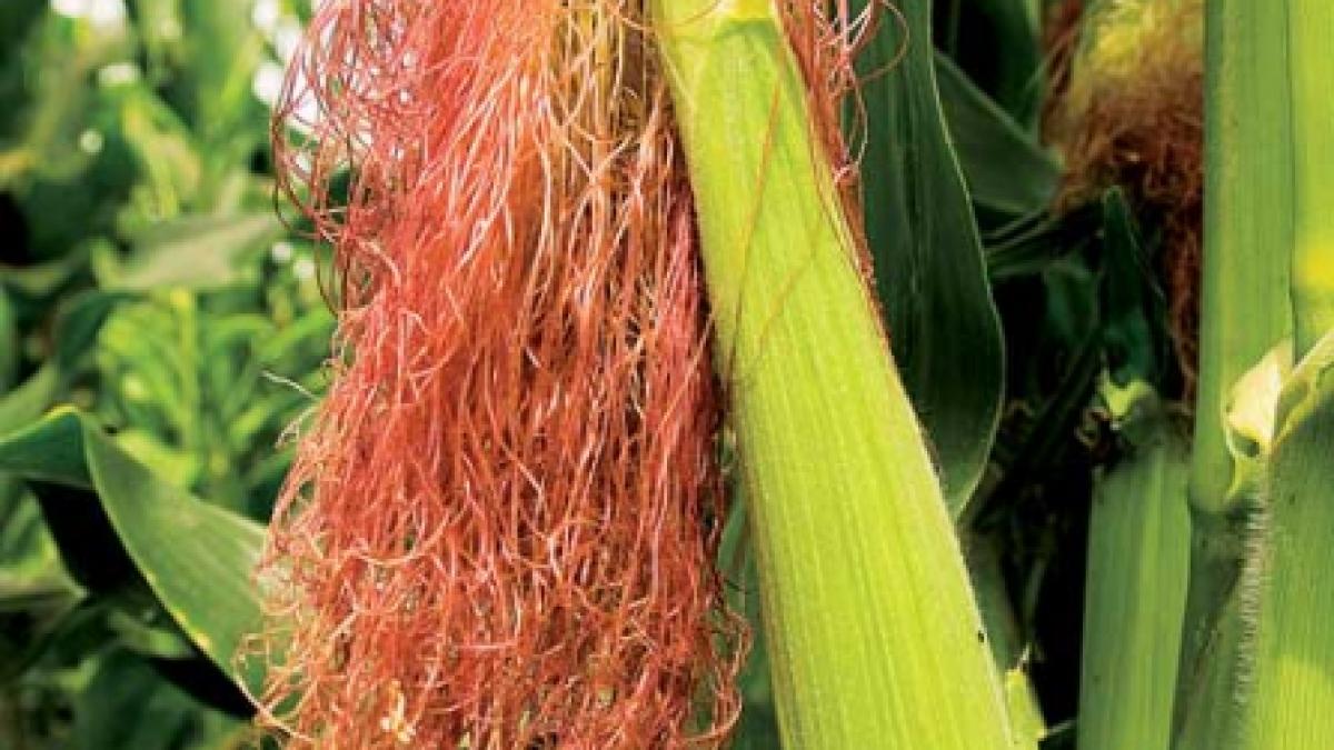 Diuretic natural şi eficient: mătasea de porumb