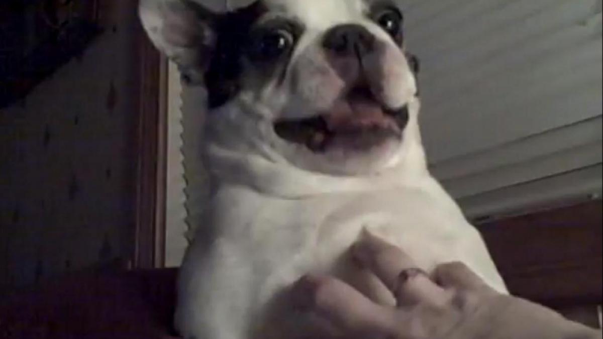 Acestui câine chiar îi place să fie gâdilat! Vezi ce reacţie amuzantă are!