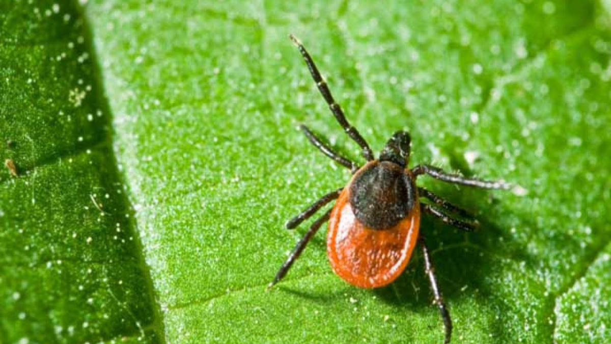 Înţepătura de căpuşă, urgenţă medicală