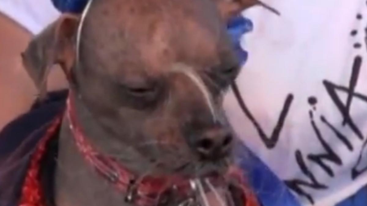 (VIDEO) Cel mai urât câine din lume. Altfel, e "dulce, sensibil şi ...