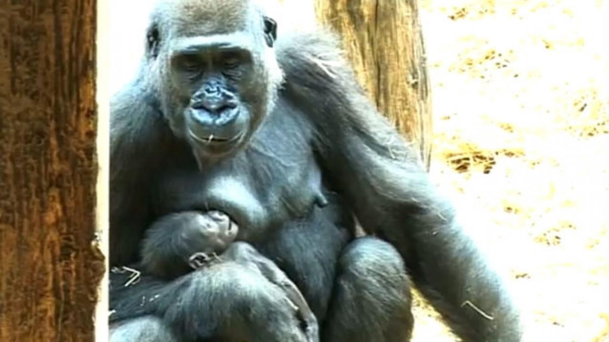 IMAGINI EMOŢIONANTE: Un pui de gorilă a fost născut la o grădină ...