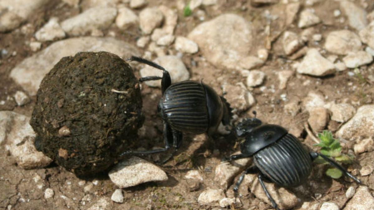 Gândacii de bălegar folosesc Calea Lactee ca sistem de navigaţie