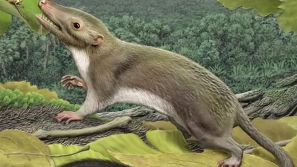 Cum arăta primul mamifer. Concluzia unui proiect de 6 ani, în care ...