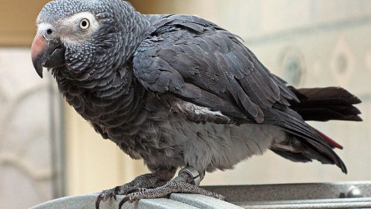 Nerecunoscător! Un bărbat a fost înjurat de papagalul pe care încerca ...