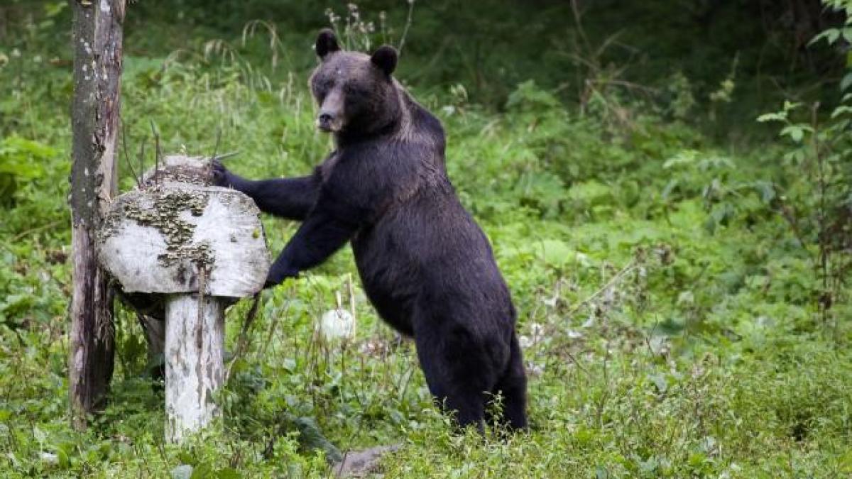 Ursul brun, “votat” simbol naţional