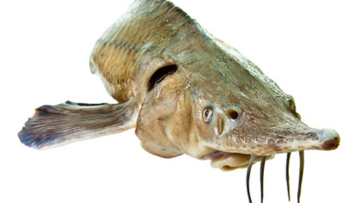 Poveştile Ancorei. Sturionii!