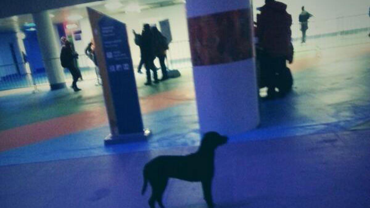 Imaginea zilei la Soci. Un maidanez a pătruns pe stadion, în timpul ...