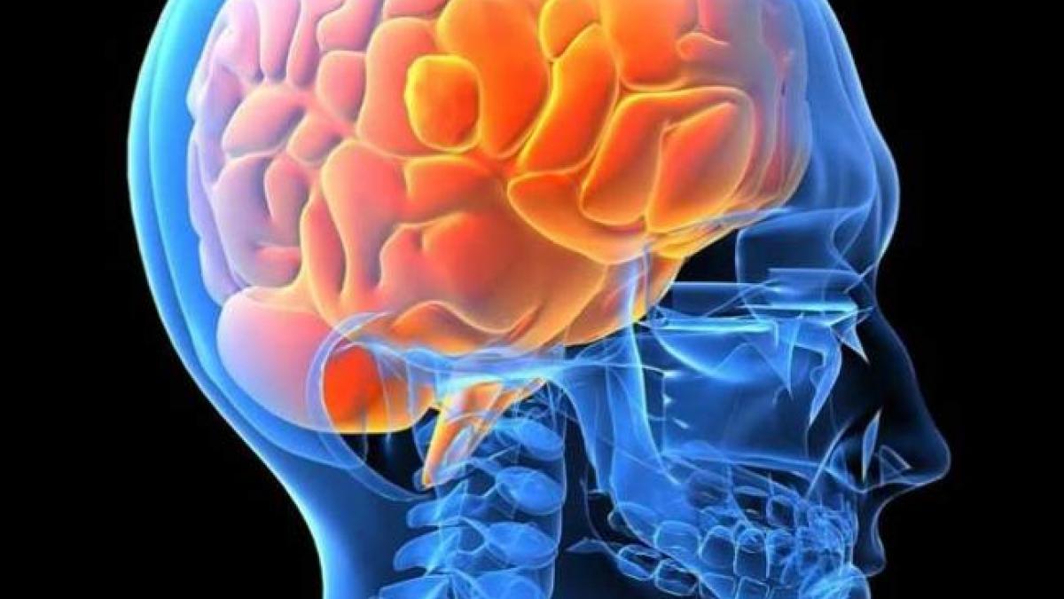 Plimbarea măreşte volumul creierului şi capacitatea de memorare