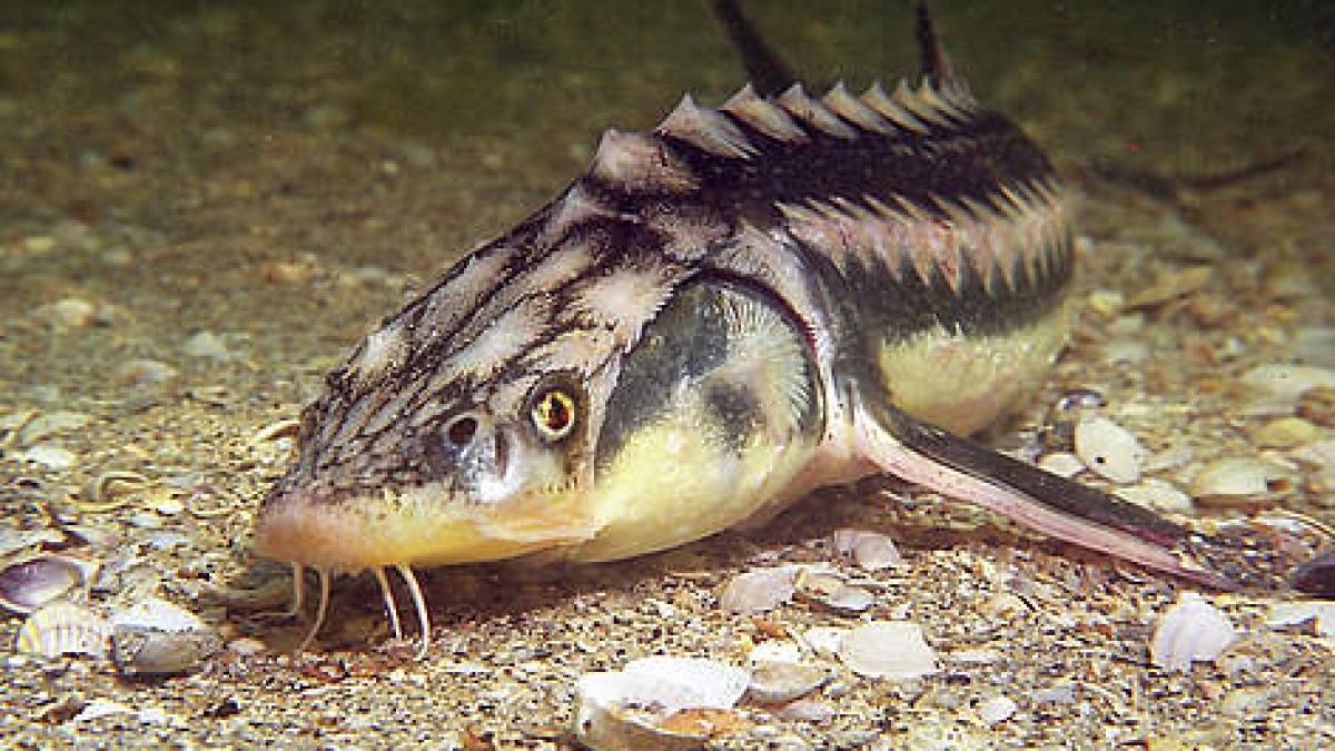 Braconaj la specii protejate. Cantitate impresionantă de peşte ...