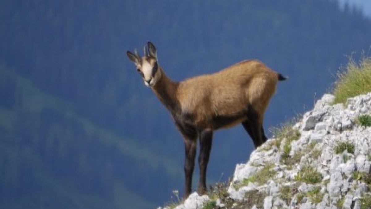 Capra neagră, râvnită de turiştii foto ajunşi în Parcul Naţional Munţii ...
