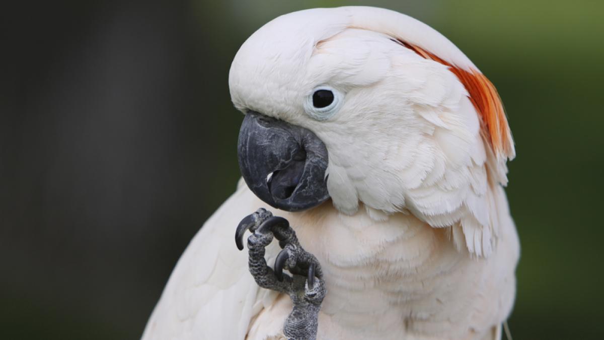 Cum reacționează un papagal când află că trebuie să meargă la veterinar ...