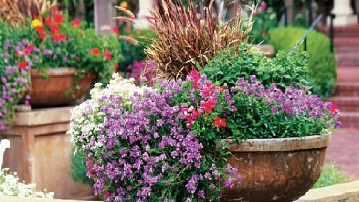 3 motive să ai cât mai multe plante în casa ta