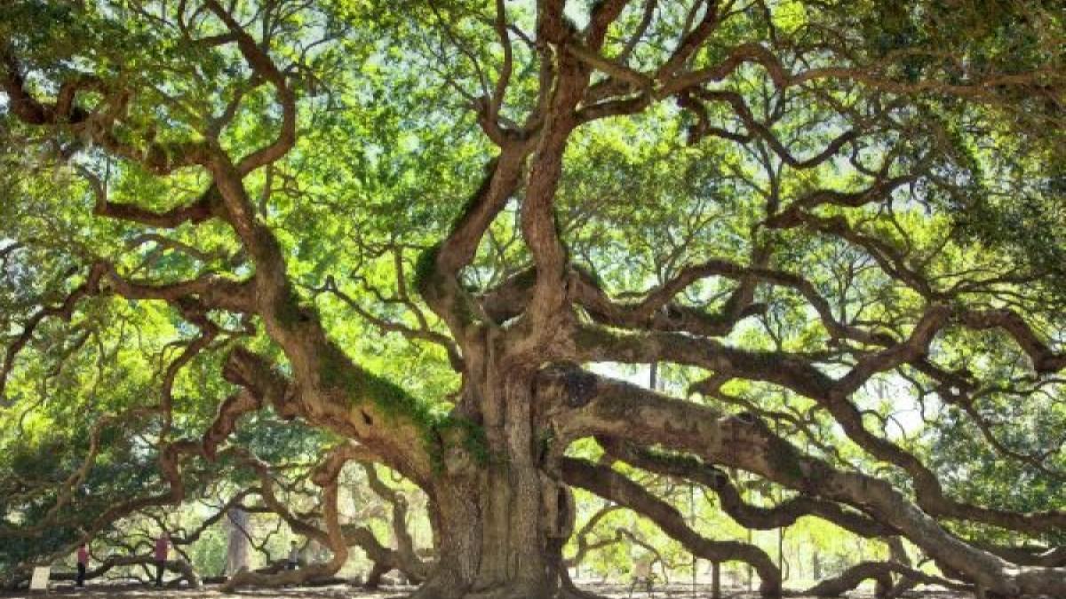 Cel mai bătrân stejar de pe planetă, o forță a naturii