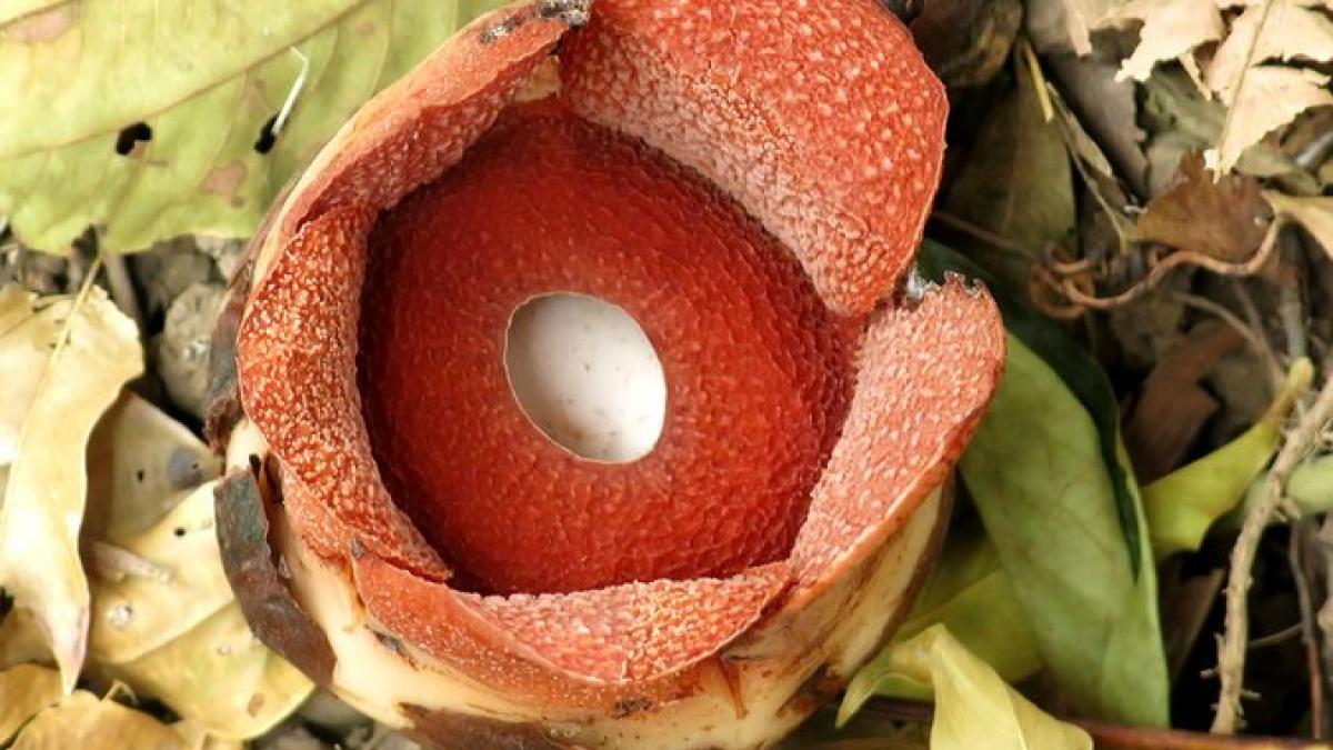 Cea mai mică floare din familia unei plante gigant parazite a fost ...