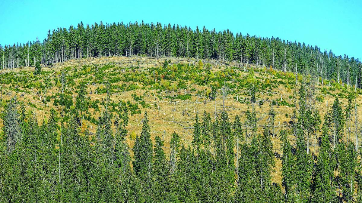 Incredibil: defrişarea pădurilor este o problemă artificială