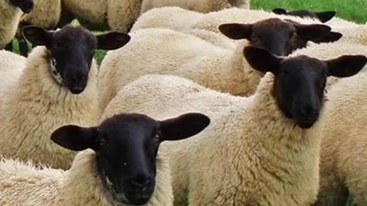 Berbecii Suffolk vs. țurcanele românești (sfaturi pentru agricultori)