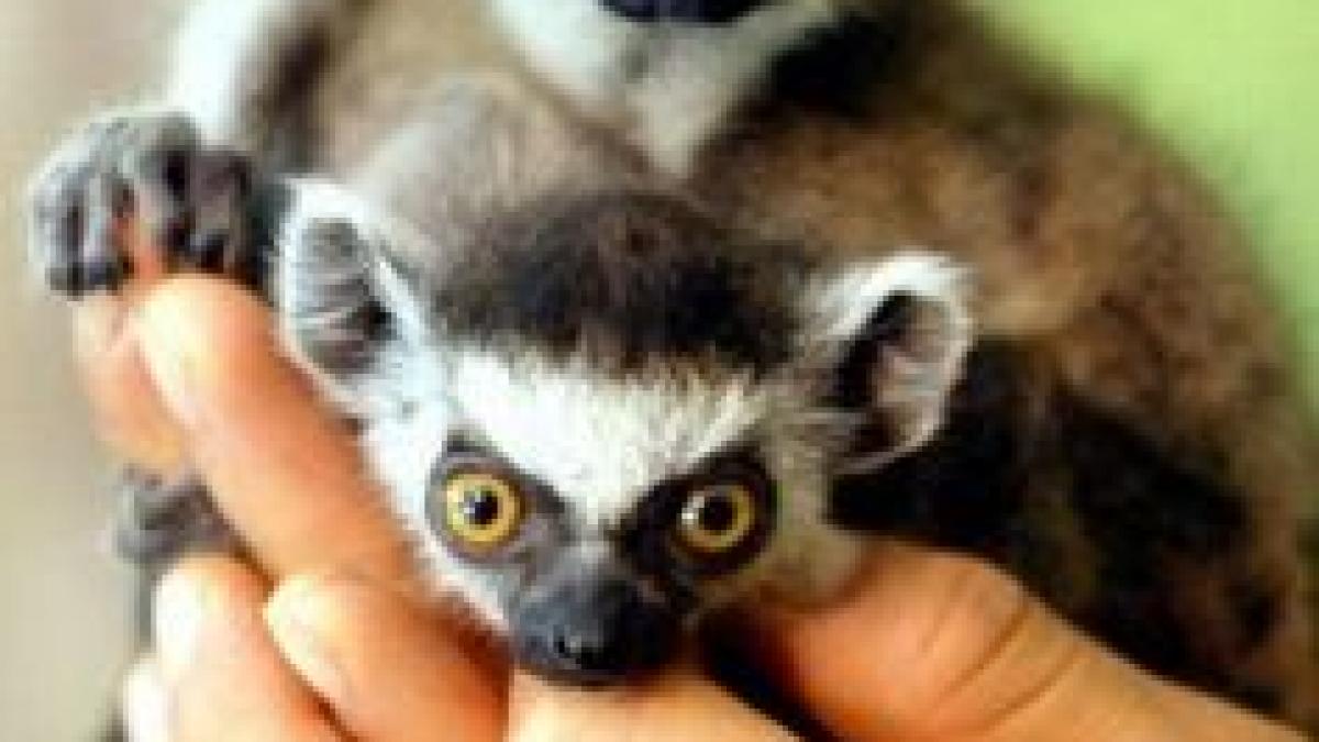 Premieră în România: pui de lemurieni născuți în captivitate