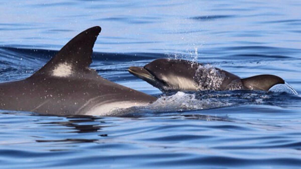 Un pui de delfin omorât de disperarea turiştilor de a se fotografia cu el