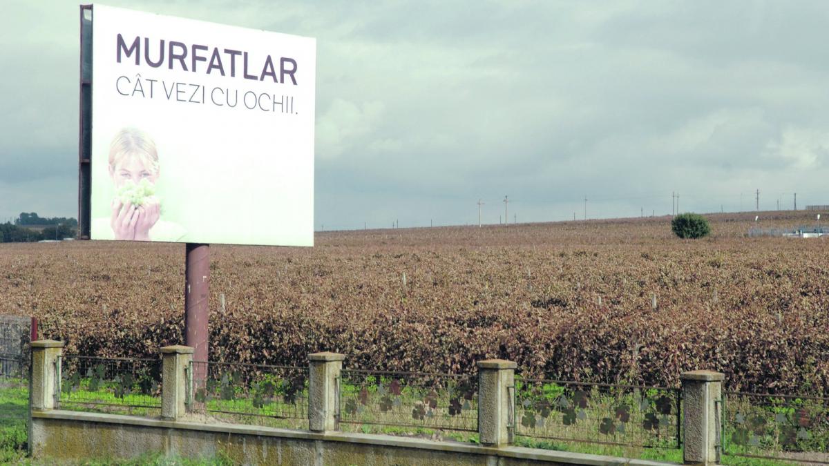 Practici evazioniste în falimentul Murfatlar