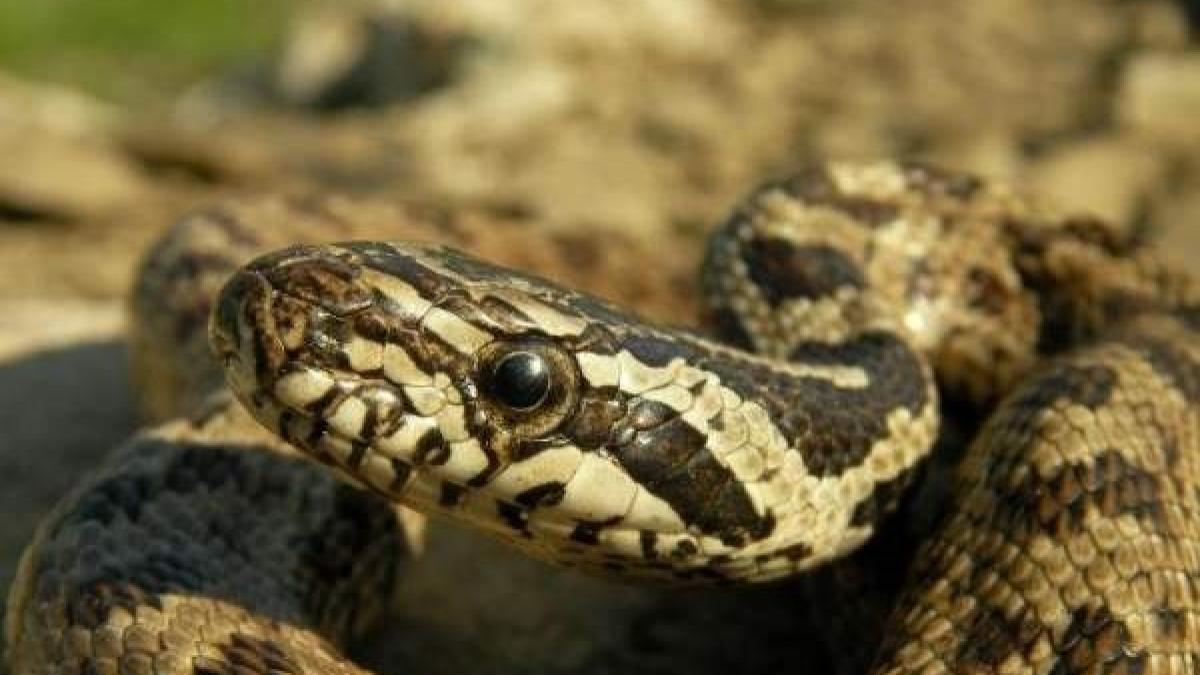 Balaurul dobrogean - specie rară, din sud-estul României