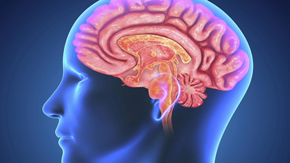 Cum putem ajuta la regenerarea creierului?