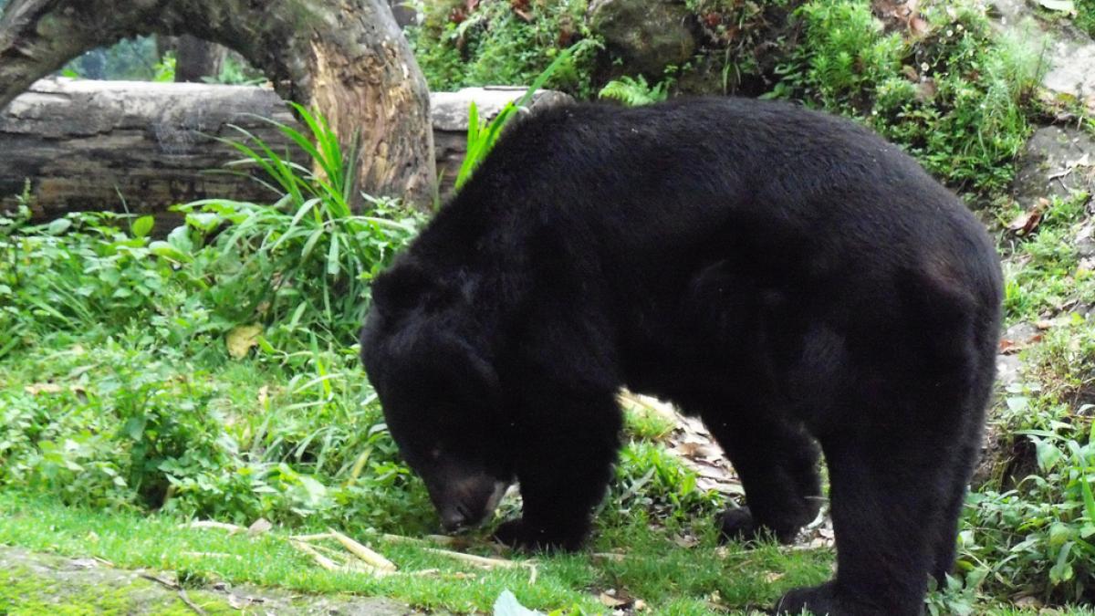 Un pui de urs asiatic negru s-a născut prin inseminare artificială în ...