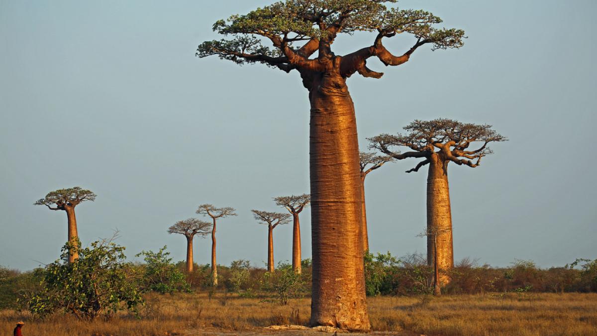Unii dintre cei mai bătrâni şi mai mari copaci baobab au murit