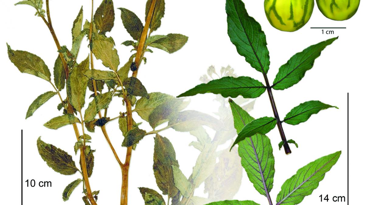 O plantă de cartof culeasă de Charles Darwin în 1835 va fi expusă în ...