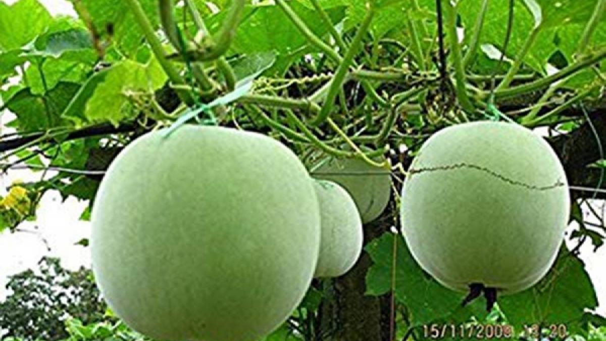 Pepenele de iarnă – o premieră în agricultura românească