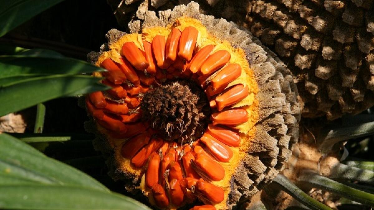 Fructele dulci din palmier cu 15 vitamine şi multiple beneficii pentru ...