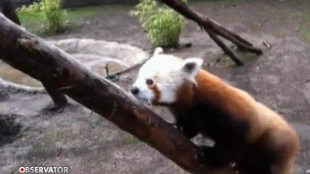 Peggy, o panda roşu unică în România, noul locatar al Grădinii ...