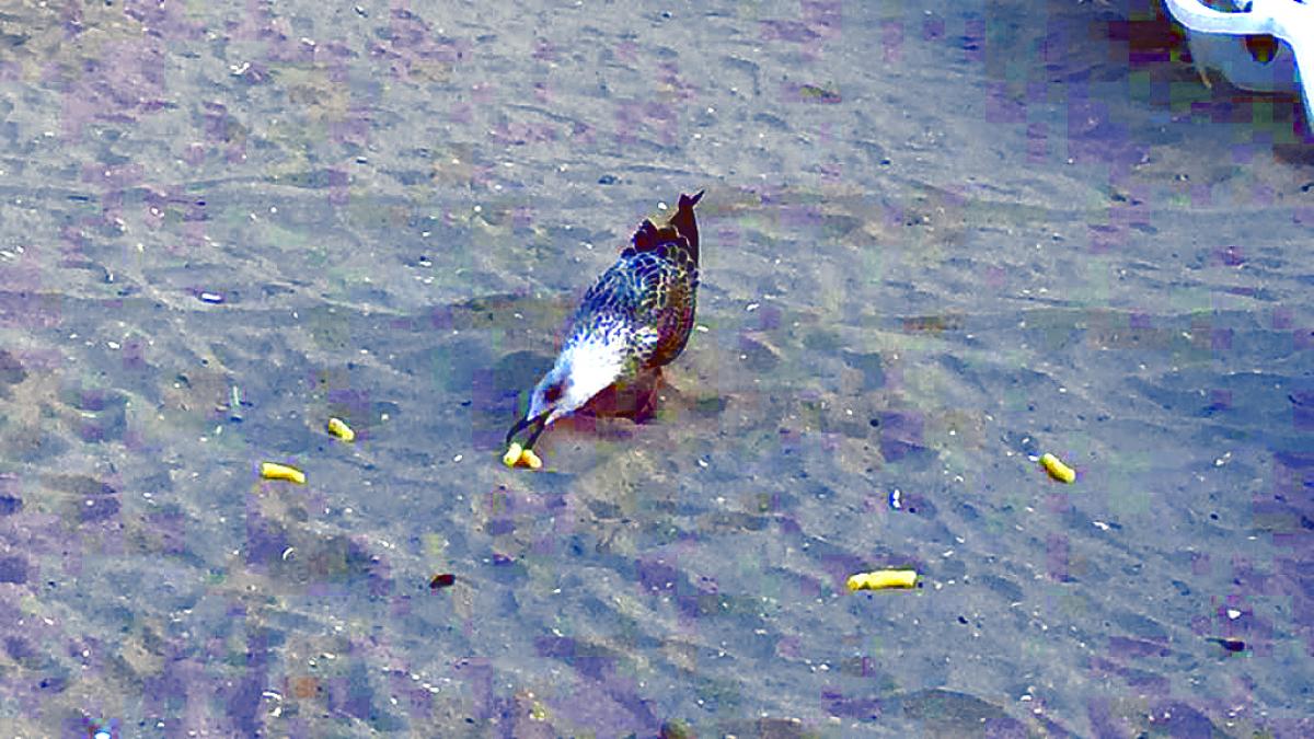 O nouă specie pe litoralul Mării Negre: pescăruşii-gunoieri