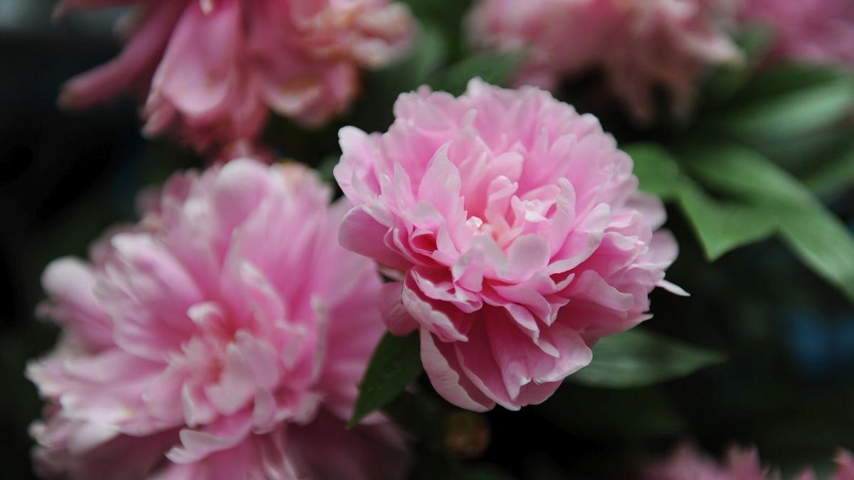 Bujorul, declarat floarea națională a României