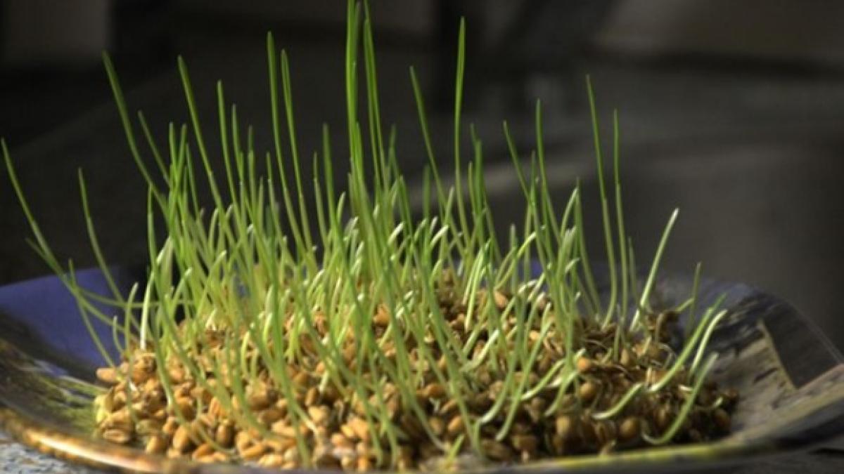 Tradiţii şi obiceiuri de Sfântul Andrei: de ce se pune grâu la încolţit ...