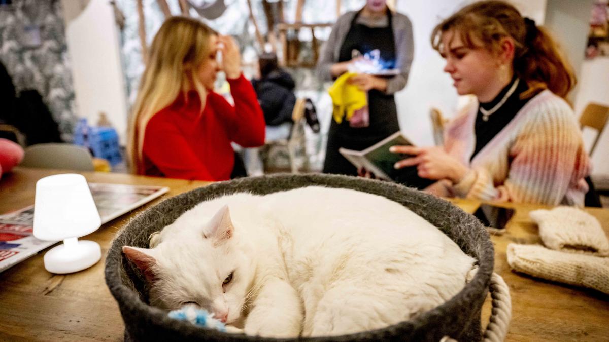 Cafeneaua cu pisici, locul unde îți iei doza de cafea și de…feline ...