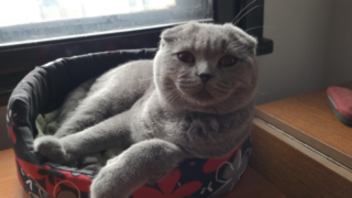 Cele mai des întâlnite afecțiuni ale pisicilor. Care sunt simptomele