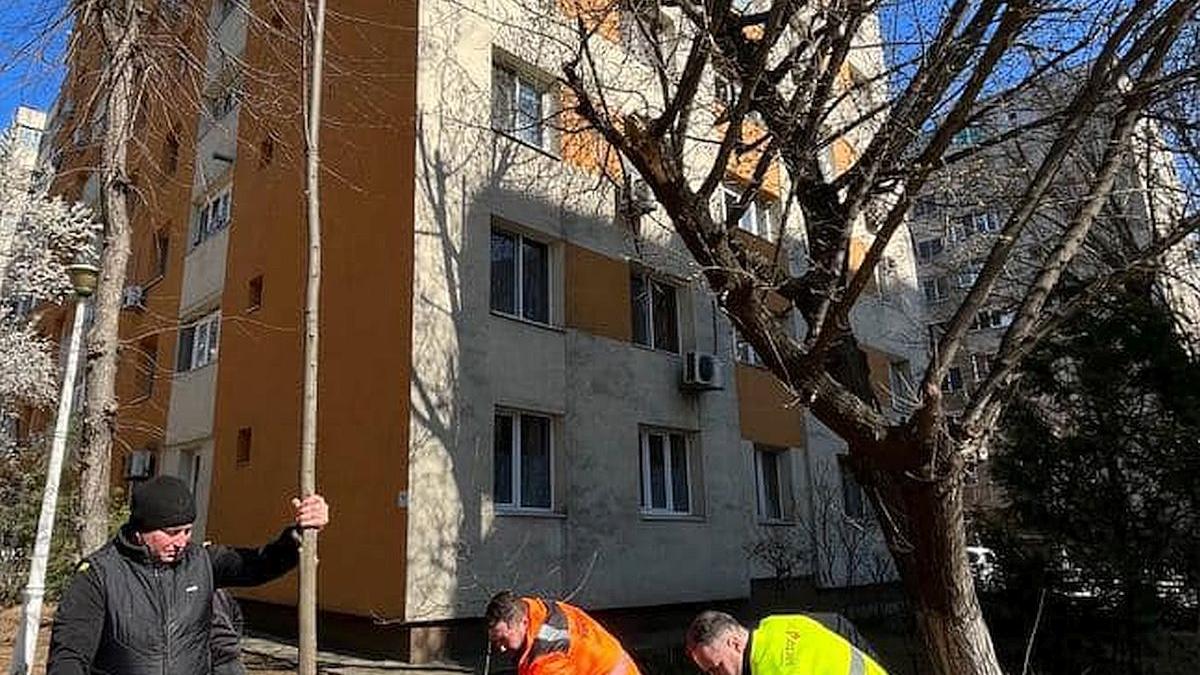 În Sectorul 5 vor fi plantaţi 20.000 de tei, platani şi stejari