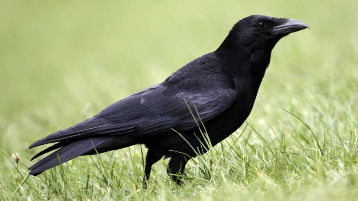 Ce înseamnă când vezi corbi. Mituri și legende despre ciori