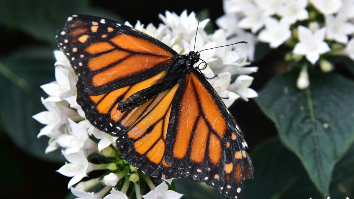 Ce trebuie să știi despre fluturi. Cum și unde au apărut