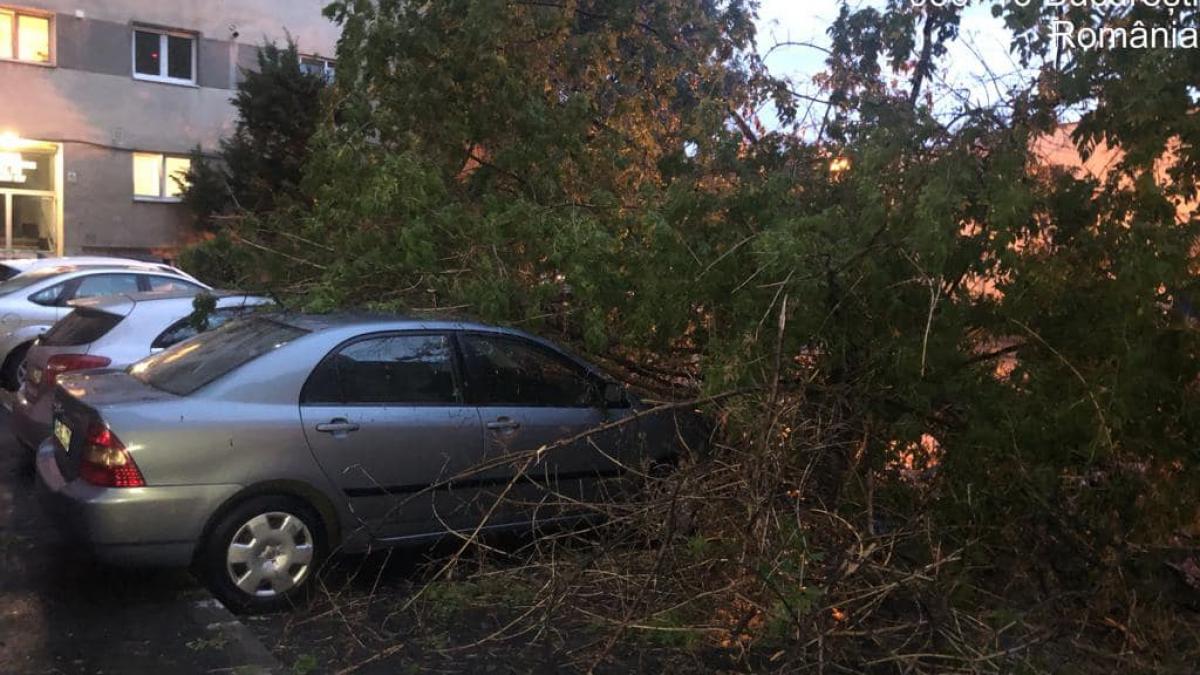 Piedone, mesaj exploziv pentru Nicușor Dan: Arborii bătrâni au făcut ...