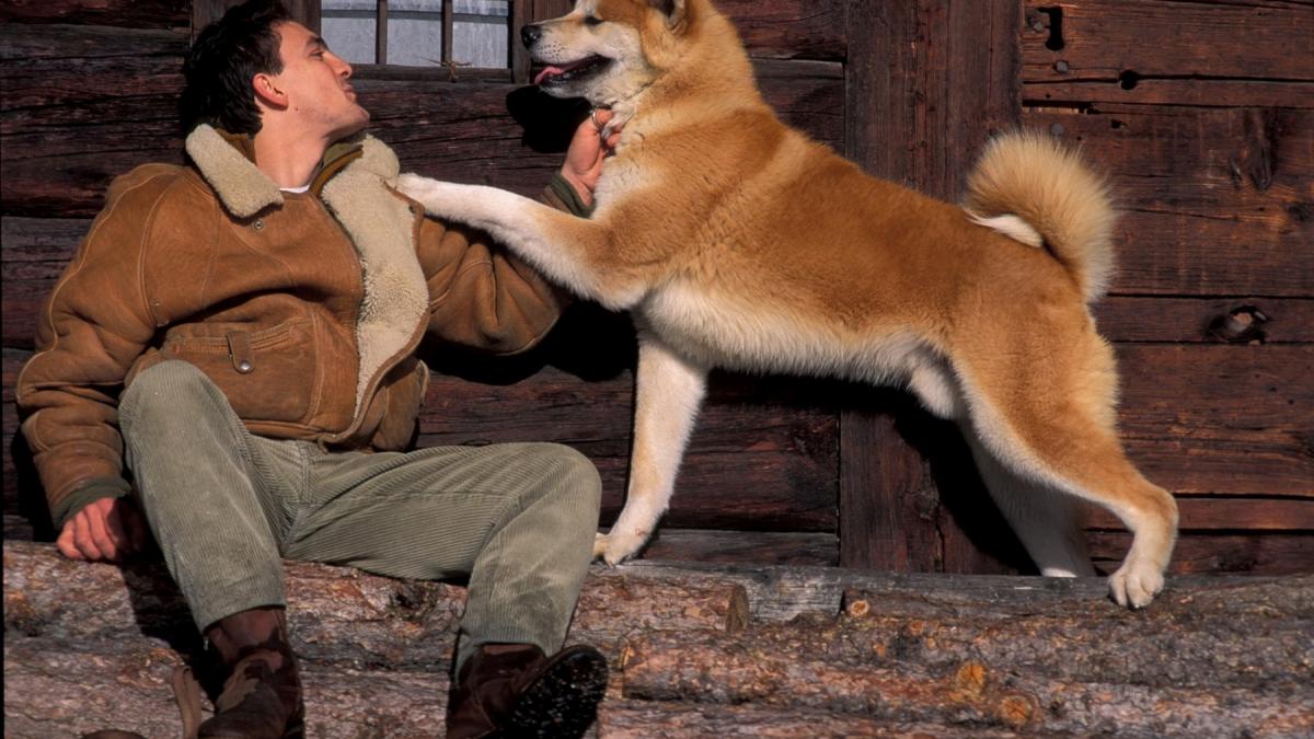 Top 5 cele mai protective rase de câini. Inteligenți, loiali, curajoși ...