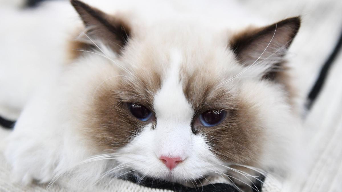 10 cele mai populare rase de pisici din lume