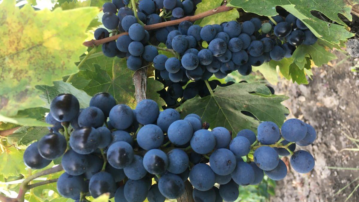 Strugure: cum ne-am îmbogățit cu fructul care (ni) se urcă la cap