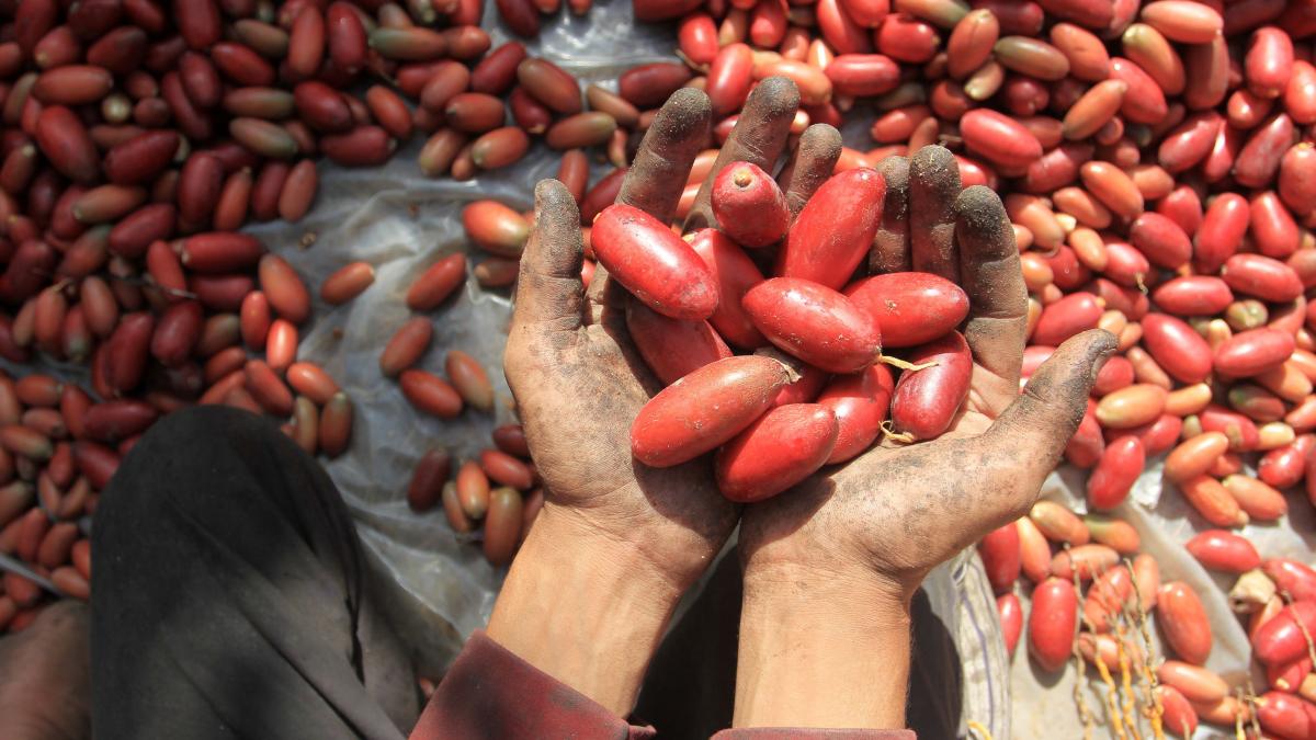 Curmale de Dăbuleni. Cât costă un kilogram de fructe tropicale oltenești?